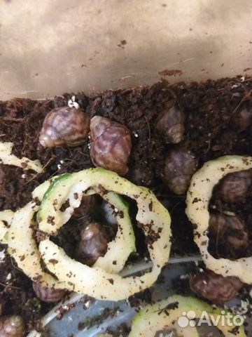 Отдам улиток Ахатинов