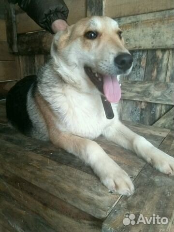 Щенок башкирской овчарки