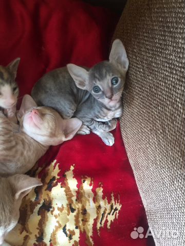 Корниш рекс