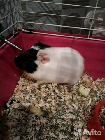 Морская свинка