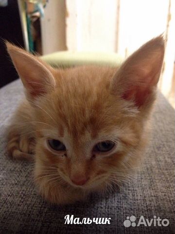 Отдадим котят в хорошие руки