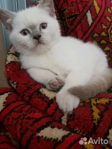 Лилак поинт скоттишстрайт мальчик