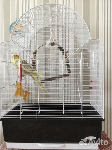 Корелла попугай, дев., 10 мес+клетка ferplast