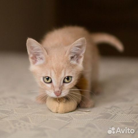 Котенок