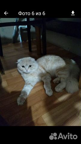 Шотландский вислоухий