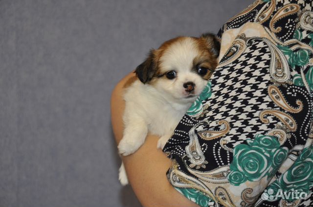 Полярный чишка мишка