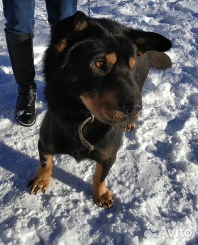 Метис шарпея в хорошие руки