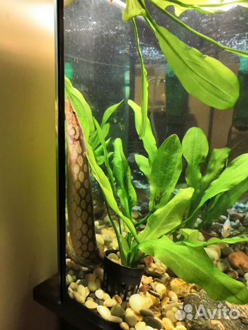 Мастацембел арматус семейства хоботнорылые