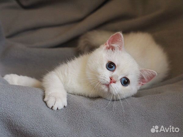 Долли - золотая колорочка