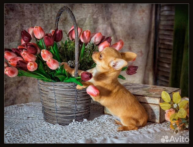 Две девочки чихуахуа