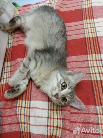 Алиса 7 мес в добрые руки