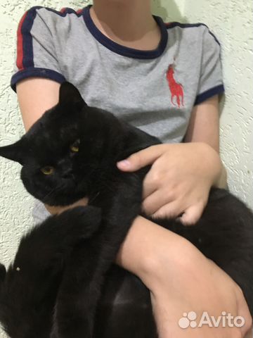 Племенной молодой кот
