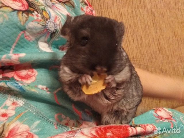 Продам девочку шиншиллы