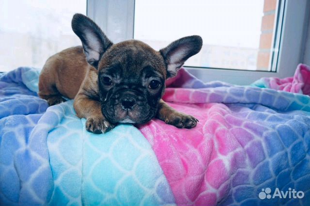 Французский бульдог