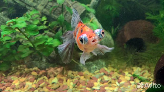 Телескопы-бабочки