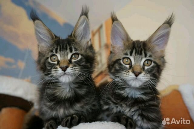 Котята Мейн Кун