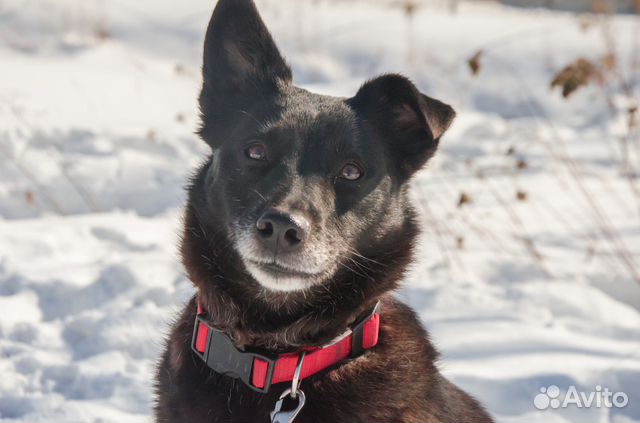 Веселая собака Американка в добрые руки