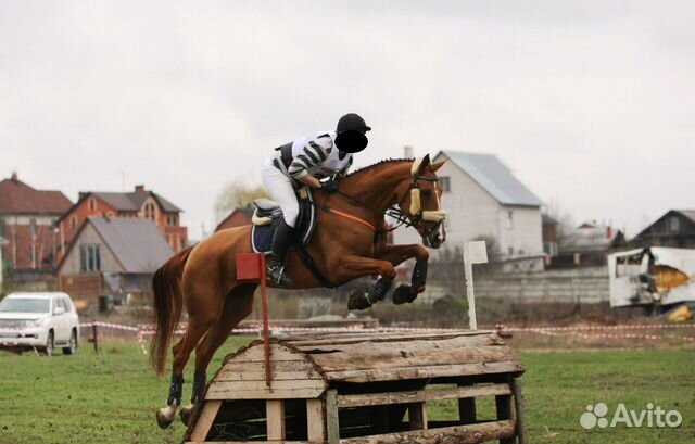 Турнирная кобыла