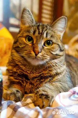 Котенок Молли