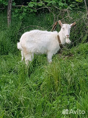 Козы дойные и козлята