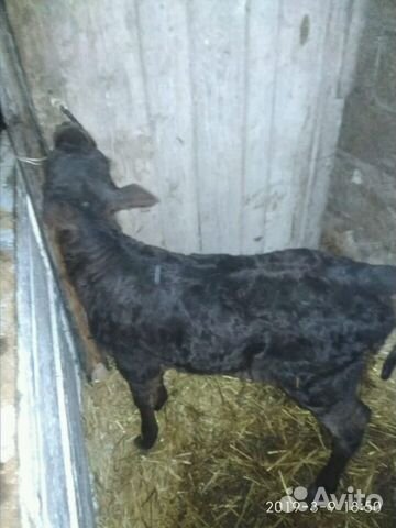 Продаю телачку