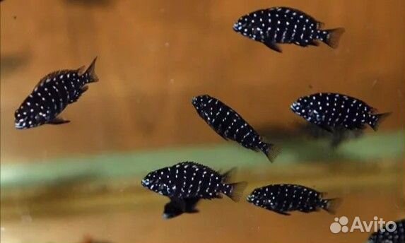 Трофеус дубоиси звёздчатый