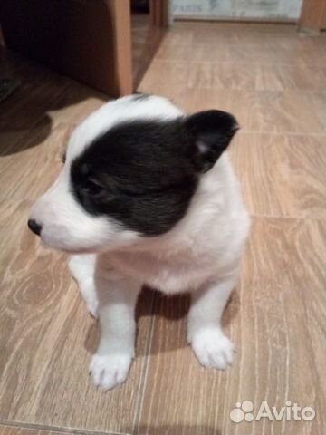 Метис лайки и лобрадора