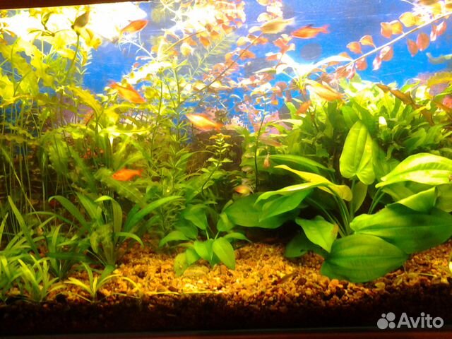 Аквариумное растение