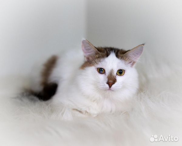 Котик в добрые руки