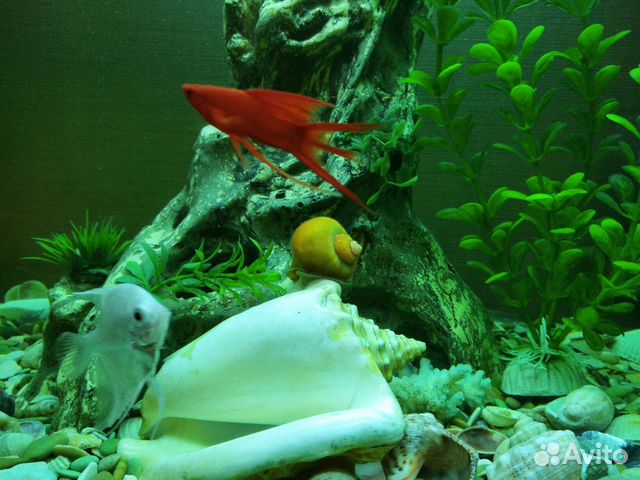 Меченосец красный самец и самка