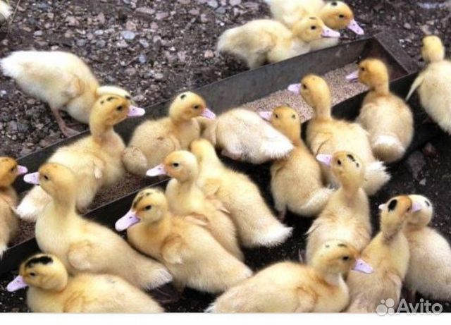 Муларды, утята