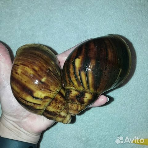 Улитки Архахатина Маргината Овум