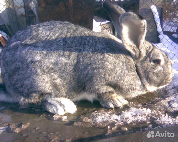 Кролики самцы и самки серый великан 10 месяцев
