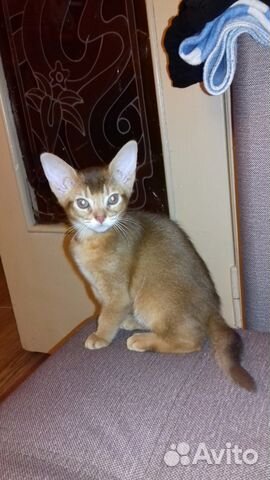 Огненно рыжая лисичка