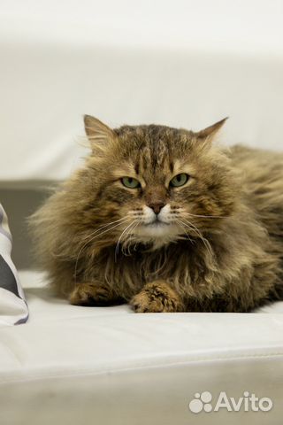 Котик Марсель в добрые руки