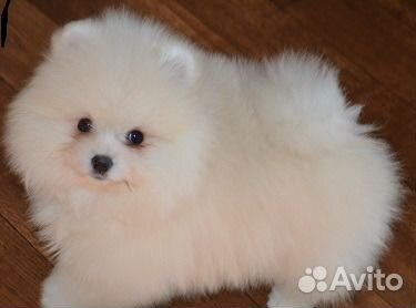 Беленький медвежка