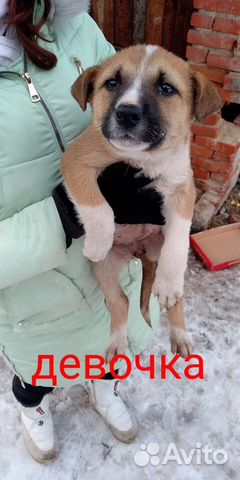 Щенята в дар