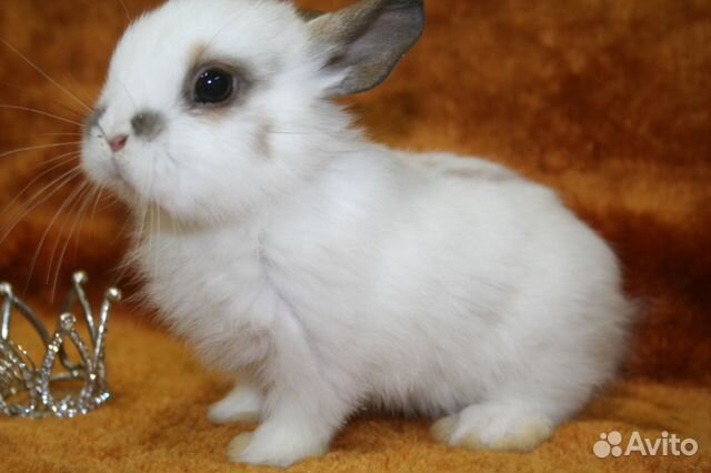 Хомячки.мини кролики.крысята дамбо.морские свинки