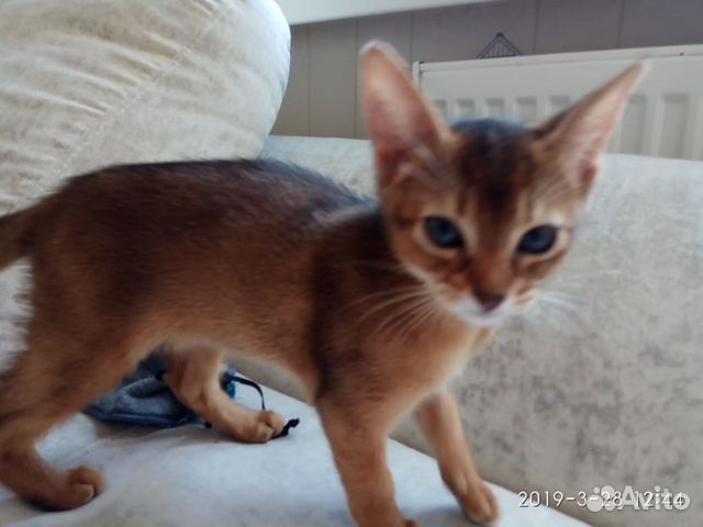 Абессинский котенок девочка