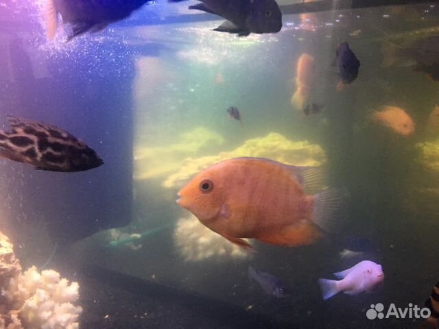 Рыба Северум пара и хромис красавец