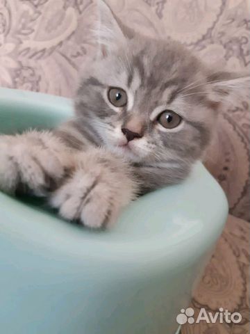 Породистый котенок