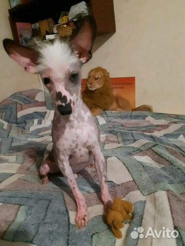 Китайская хохлатая метис щенок в добрые руки