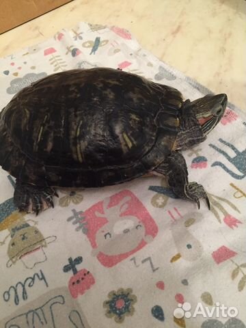 Красноухая черепаха