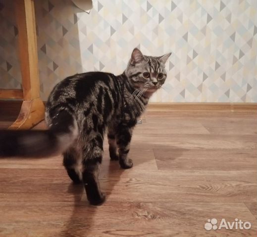 Кот прямоухий шотландец красавец для вязки