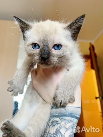 Котята балинезы