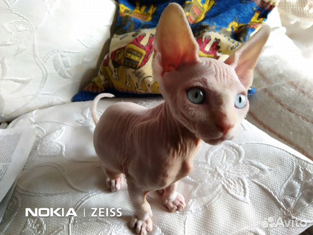 Канадский сфинкс