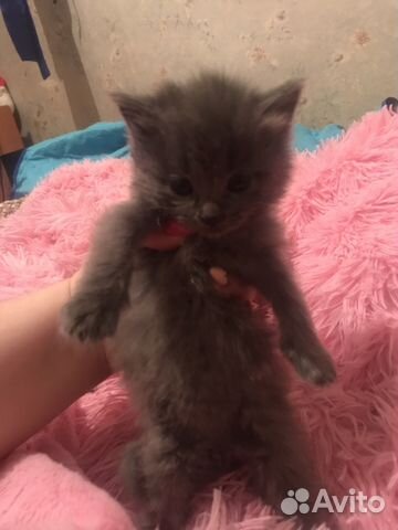 Котята помесь русской голубой и прямоухого британц