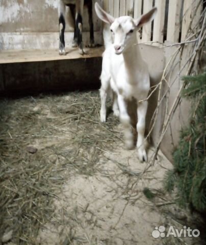 Козочка (альпийка)