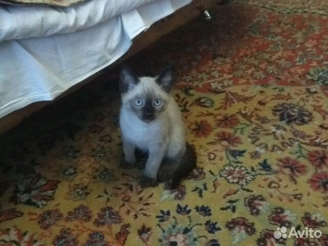 Сиамские котята