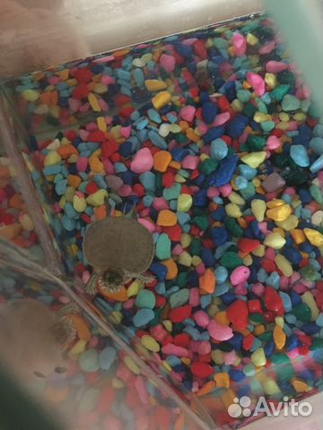 Черепаха с аквариумом